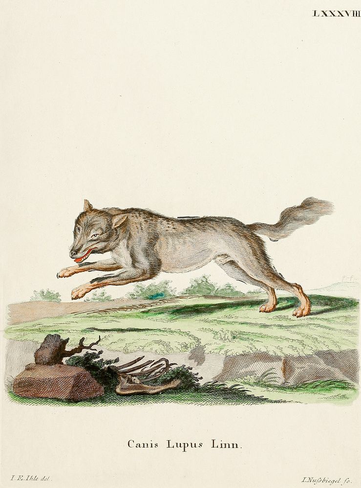 Cc0 Wolf Images | Free Photos, PNG Stickers, Wallpapers & Backgrounds ...