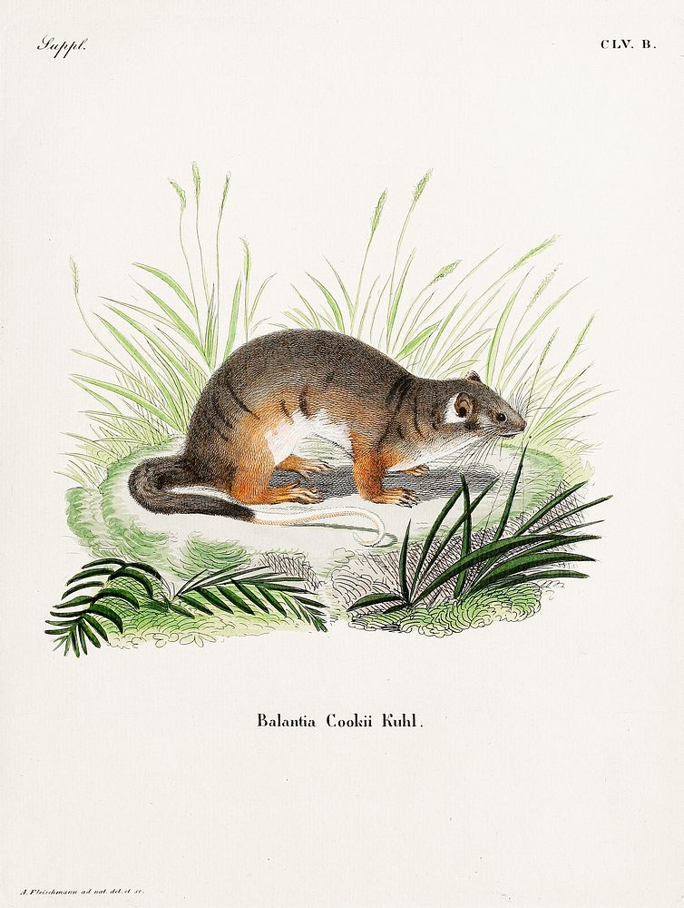 Polynesian rat Die Säugthiere Abbildungen | Free Photo Illustration ...