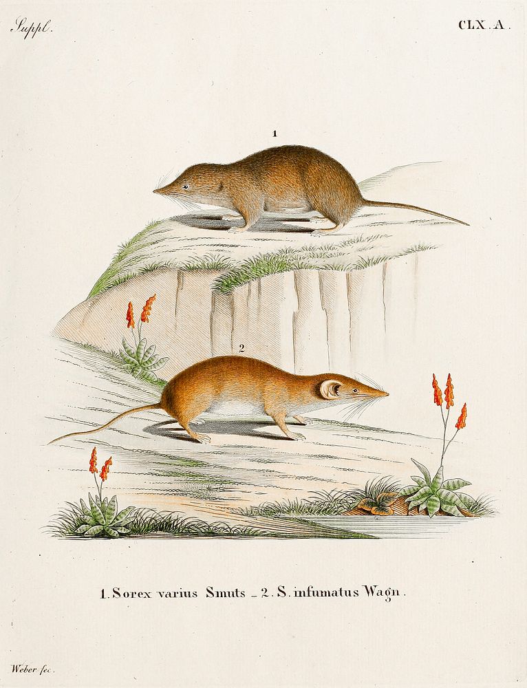 Etruscan shrew Die Säugthiere Abbildungen | Free Photo Illustration ...