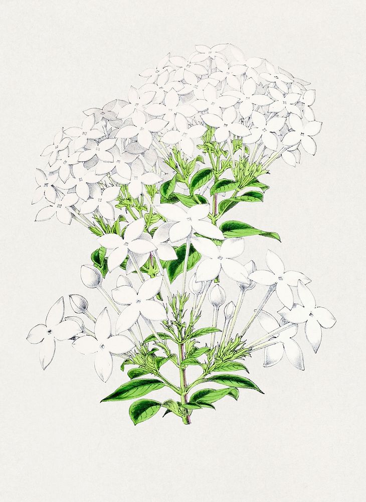 White Bouvardia Floral Magazine (1861-1881) | Free Photo Illustration - rawpixel