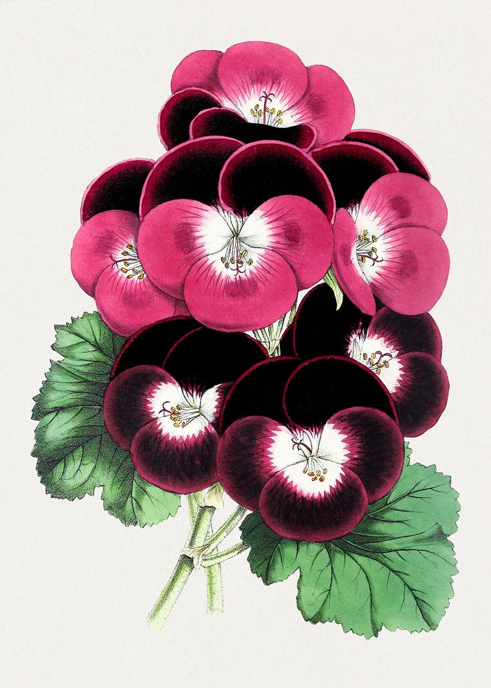 Flower Pansy Floral Magazine (1861-1881) | Free Photo Illustration ...