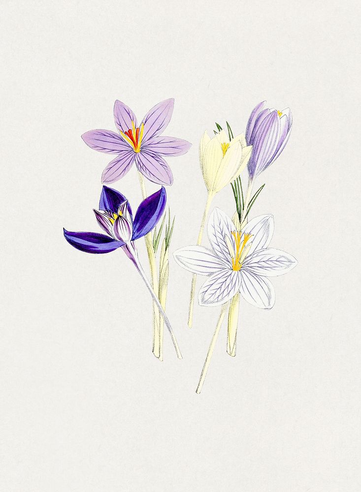Autumn and Winter Crocus Floral | Free Photo Illustration - rawpixel
