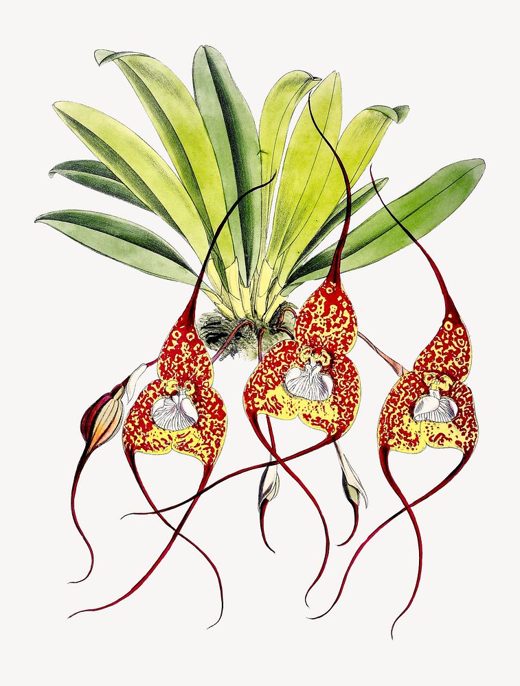 Masdevallia bella Floral Magazine, vintage | Free PSD Illustration ...