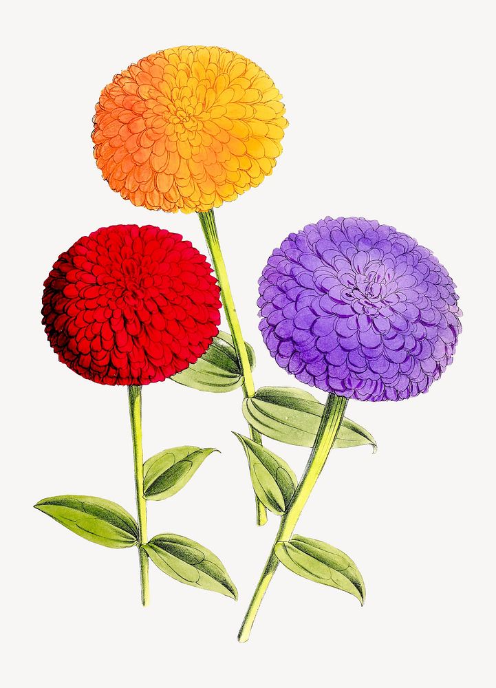 Zinnia Floral Magazine (1861-1881) Worthington | Free Photo ...