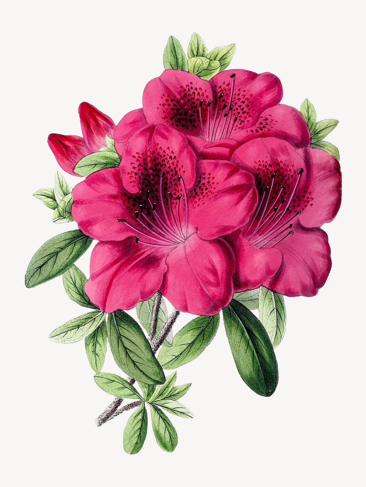 Azalea, Brilliant (Azalea indica var.) | Free PSD Illustration - rawpixel