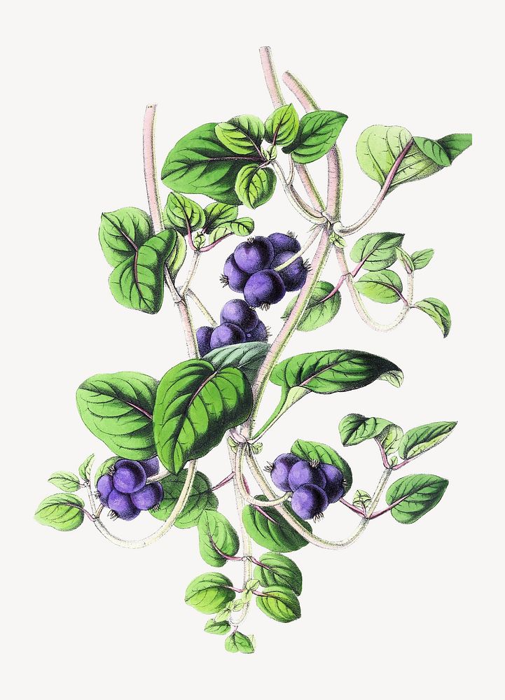 Blueberry Vines Floral Magazine, vintage | Free PSD Illustration - rawpixel