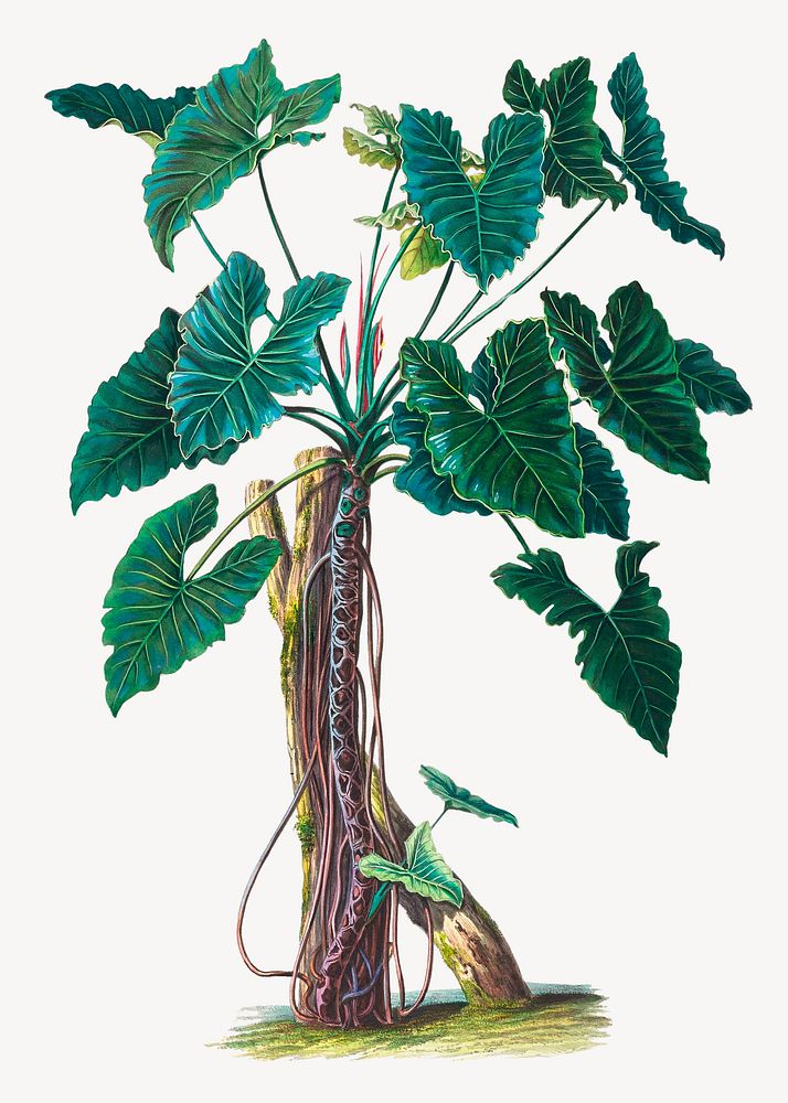 Philodendron Speciosum or Thaumatophyllum Speciosum | Free PSD ...