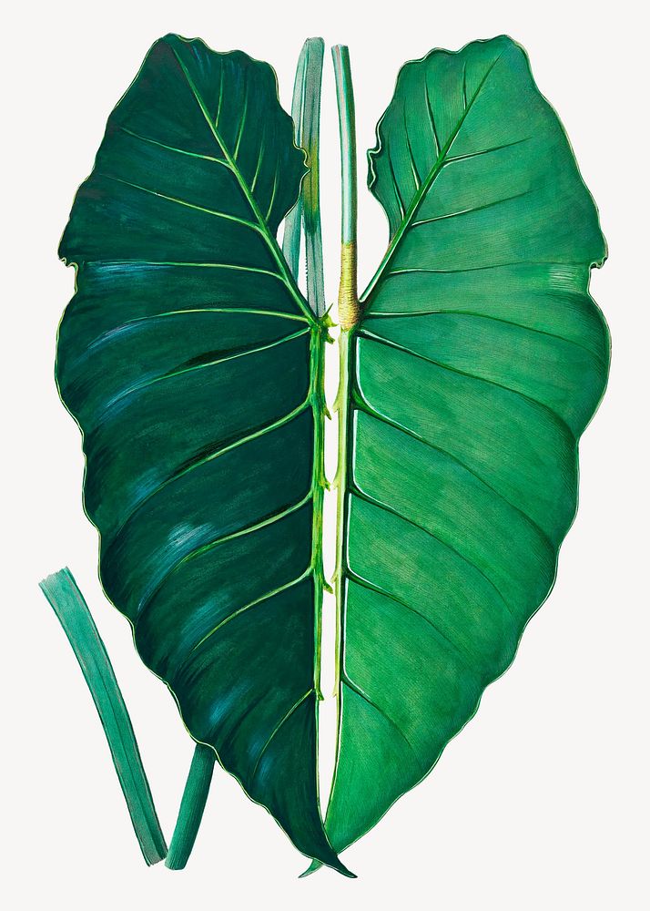 Philodendron Speciosum or Thaumatophyllum Speciosum | Free PSD ...