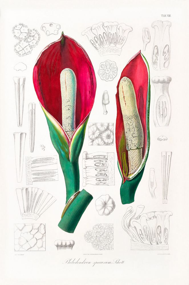 Philodendron Speciosum or Thaumatophyllum Speciosum | Free Photo ...