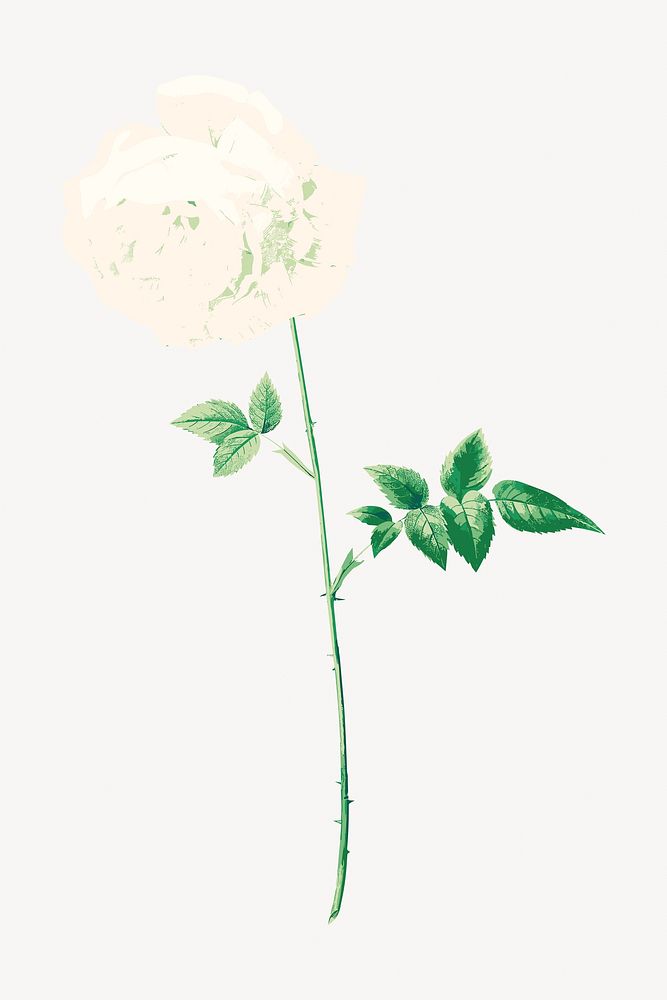 White rose flower botanical, collage | Free Vector - rawpixel