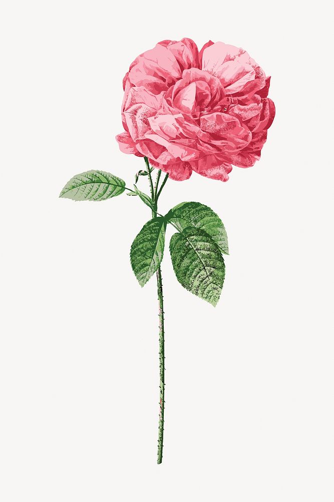 Vintage giant French rose, collage | Free Vector - rawpixel