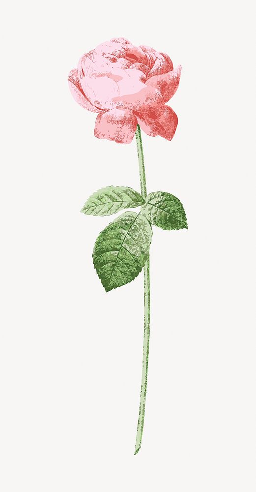 Pink rose, collage element, vintage | Free Vector - rawpixel