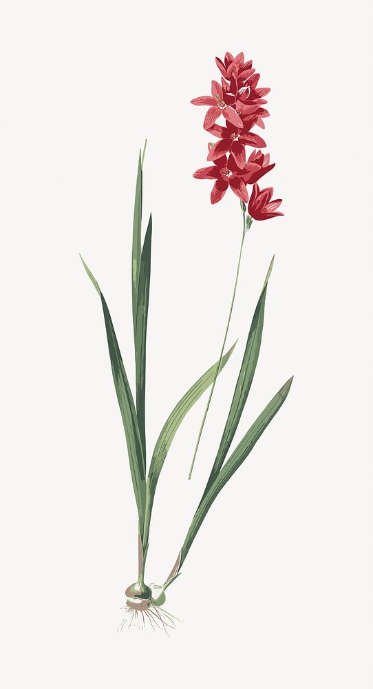 Ixia patens, vintage botanical illustration | Free Vector - rawpixel