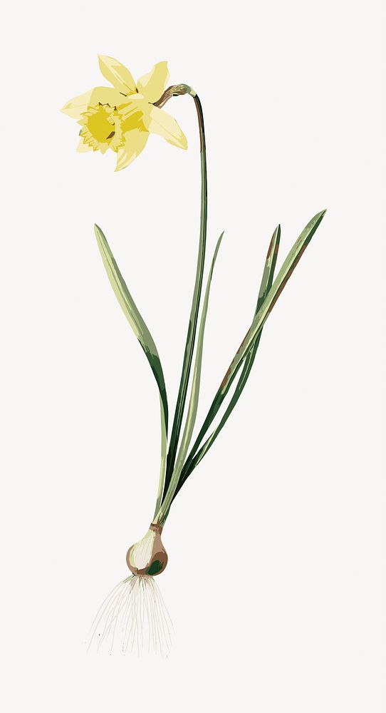 Lent lily, vintage botanical illustration | Free Vector - rawpixel