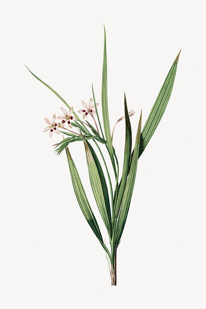 White baboon-root, vintage botanical illustration | Free Vector - rawpixel