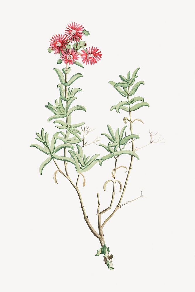 Donkey Fig Images | Free Photos, PNG Stickers, Wallpapers & Backgrounds ...