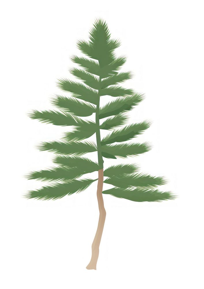 Spruce illustration tree arecaceae. | Free Photo Illustration - rawpixel
