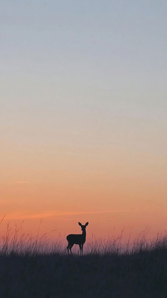 Sunset sky deer wildlife nature. | Free Photo - rawpixel