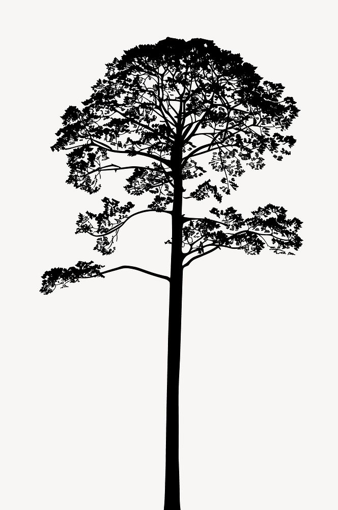 Tall pine tree silhouette botanical | Free Vector Illustration - rawpixel