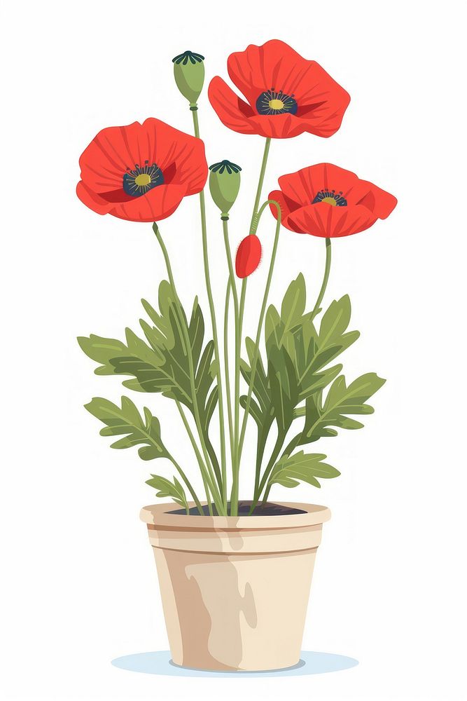 Potted plant red poppy flowers | Free Photo Illustration - rawpixel