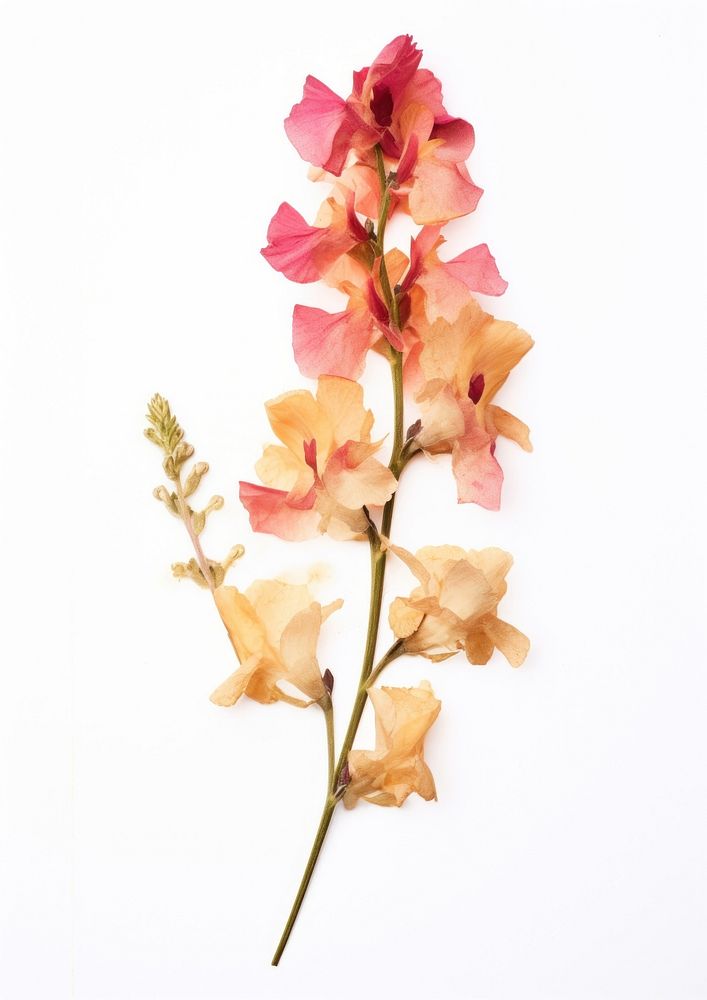 Snapdragon flower flowers blossoms pressed | Free Photo - rawpixel