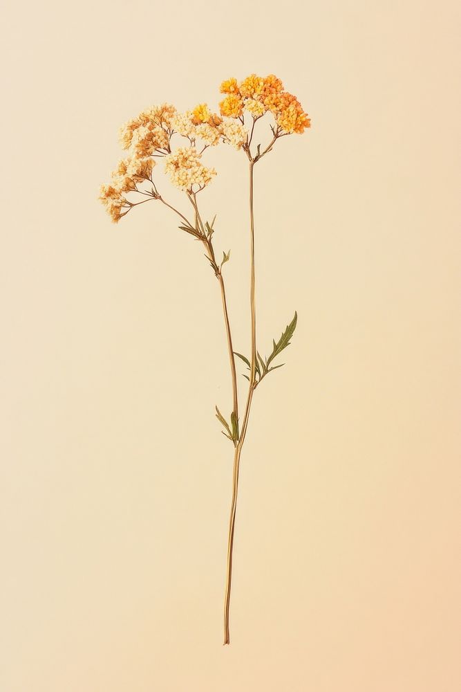 Yarrow flowers photography background. | Free Photo - rawpixel