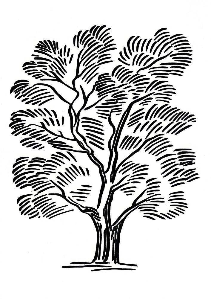 Maple tree drawing art white. | Free Photo Illustration - rawpixel