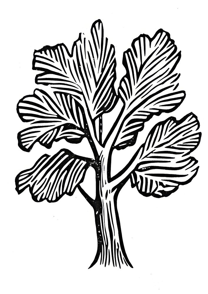 American sycamore tree drawing art | Free Photo Illustration - rawpixel