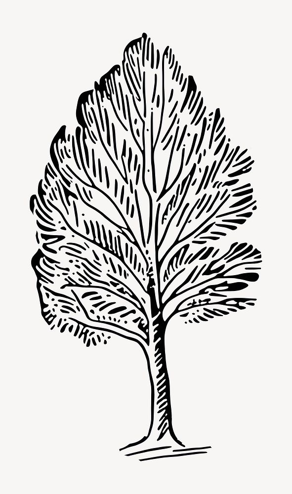 American sycamore tree drawing art | Free Vector - rawpixel