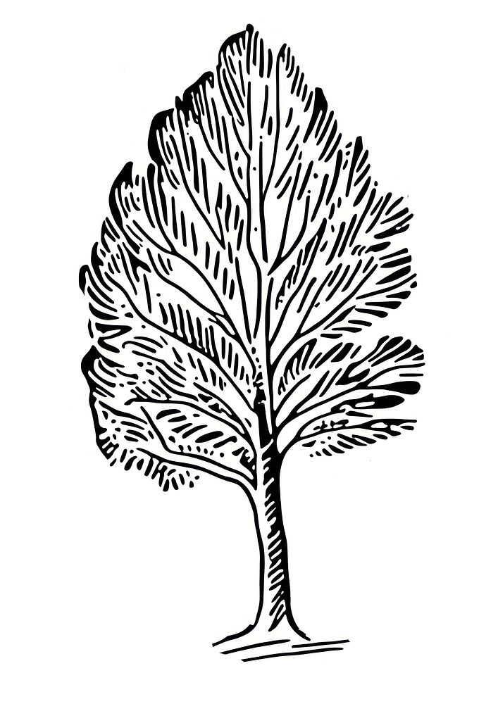 American sycamore tree drawing art | Free Photo Illustration - rawpixel