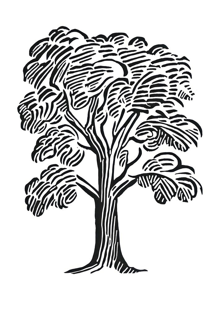 American sycamore tree drawing art | Free Photo Illustration - rawpixel