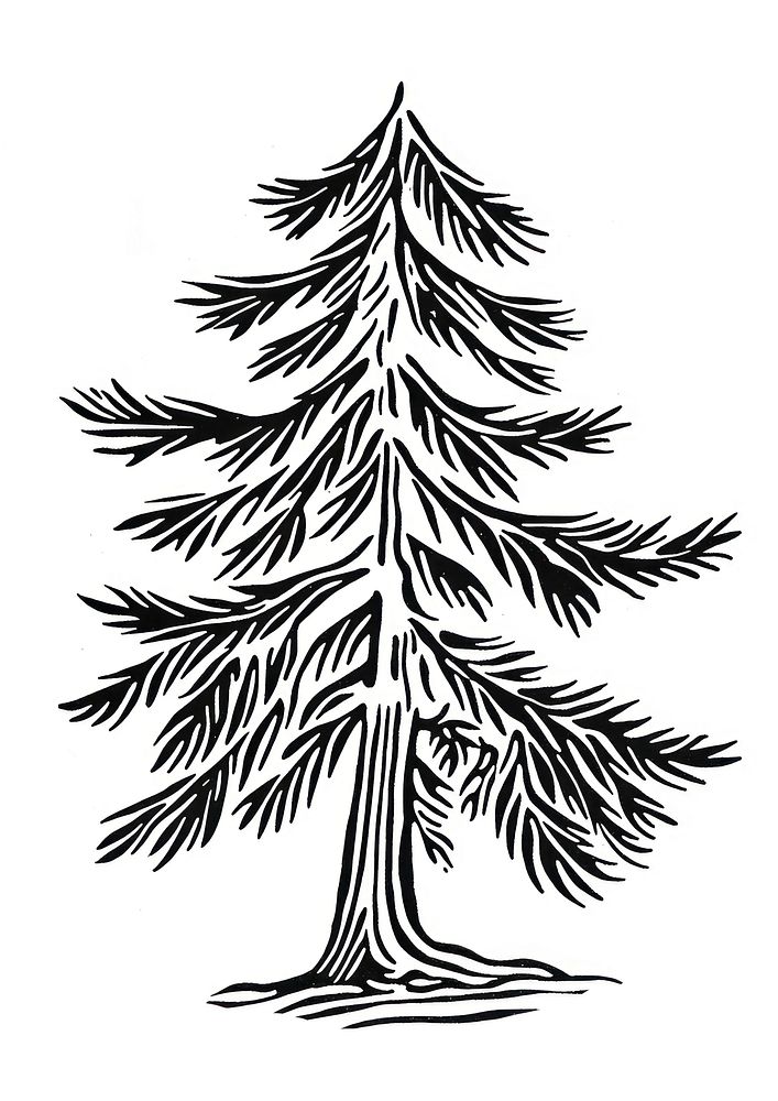 Blue spruce tree drawing art | Free Photo Illustration - rawpixel