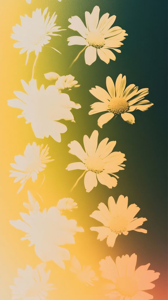 Daisy flowers patterns background botanical | Free Photo - rawpixel