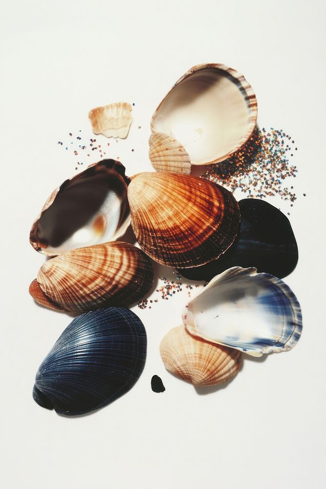 Shells seashell invertebrate collection. | Free Photo - rawpixel