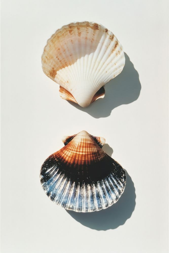 Shells seashell invertebrate seafood | Free Photo - rawpixel
