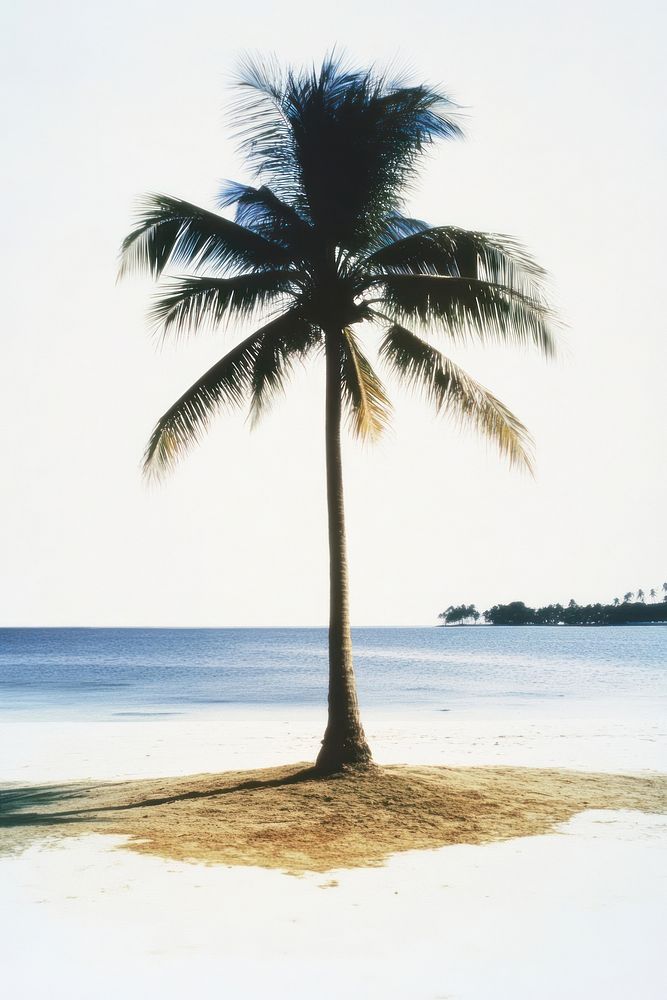 Coconut tree nature beach ocean. | Free Photo - rawpixel