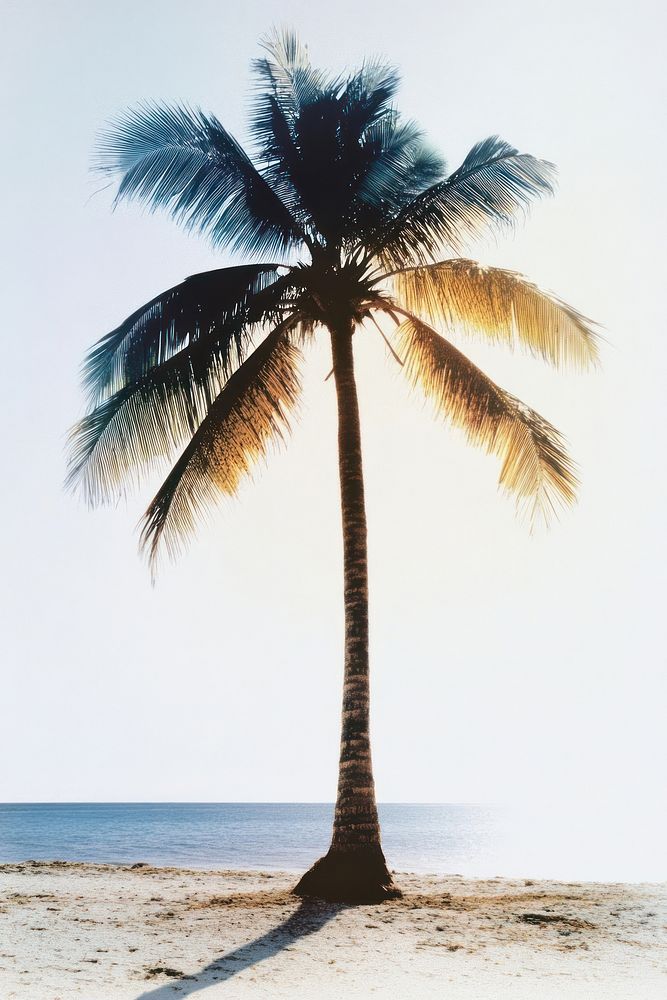 Coconut tree nature beach ocean. | Free Photo - rawpixel