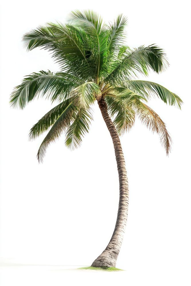 Bended palm tree background white | Free Photo - rawpixel