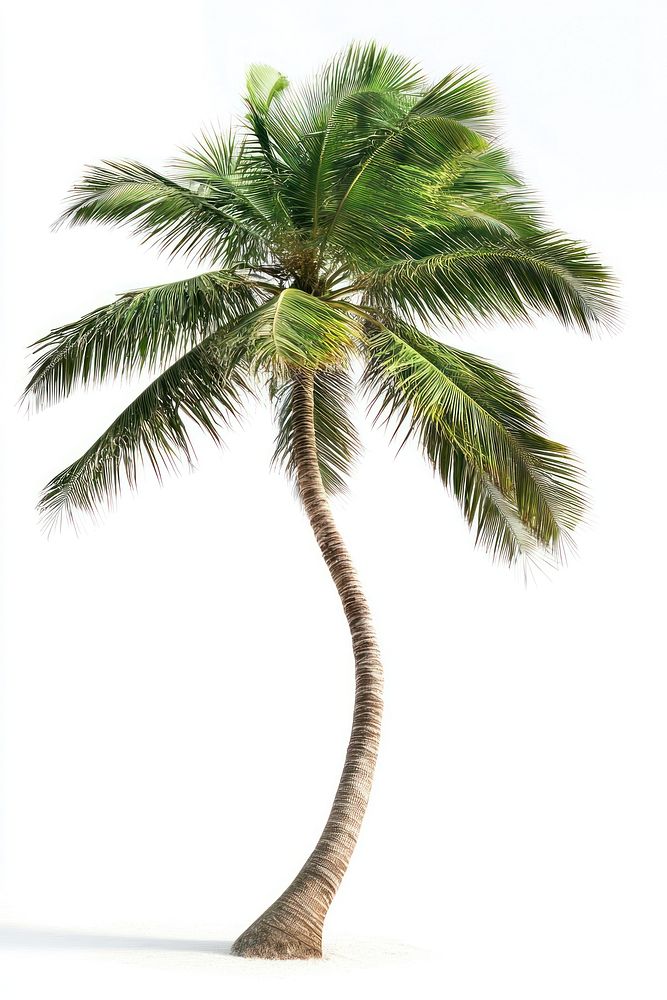 Bended palm tree background isolated | Free Photo - rawpixel
