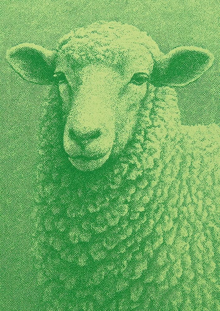 Sheep Wool Animal Images | Free Photos, PNG Stickers, Wallpapers ...