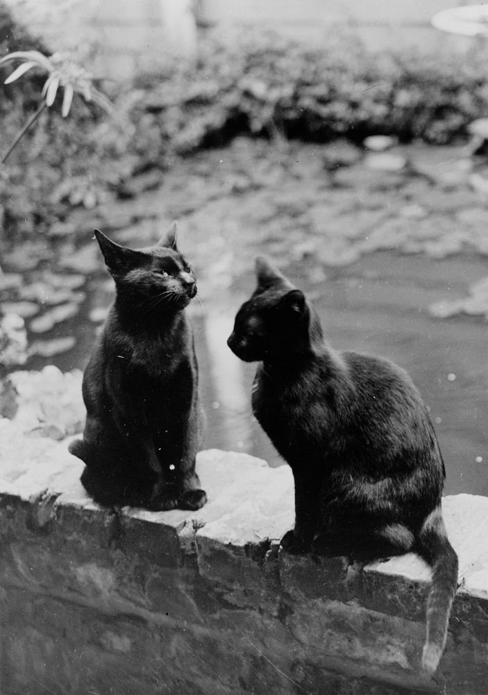 New+black+cats Pet Images | Free Photos, PNG Stickers, Wallpapers ...