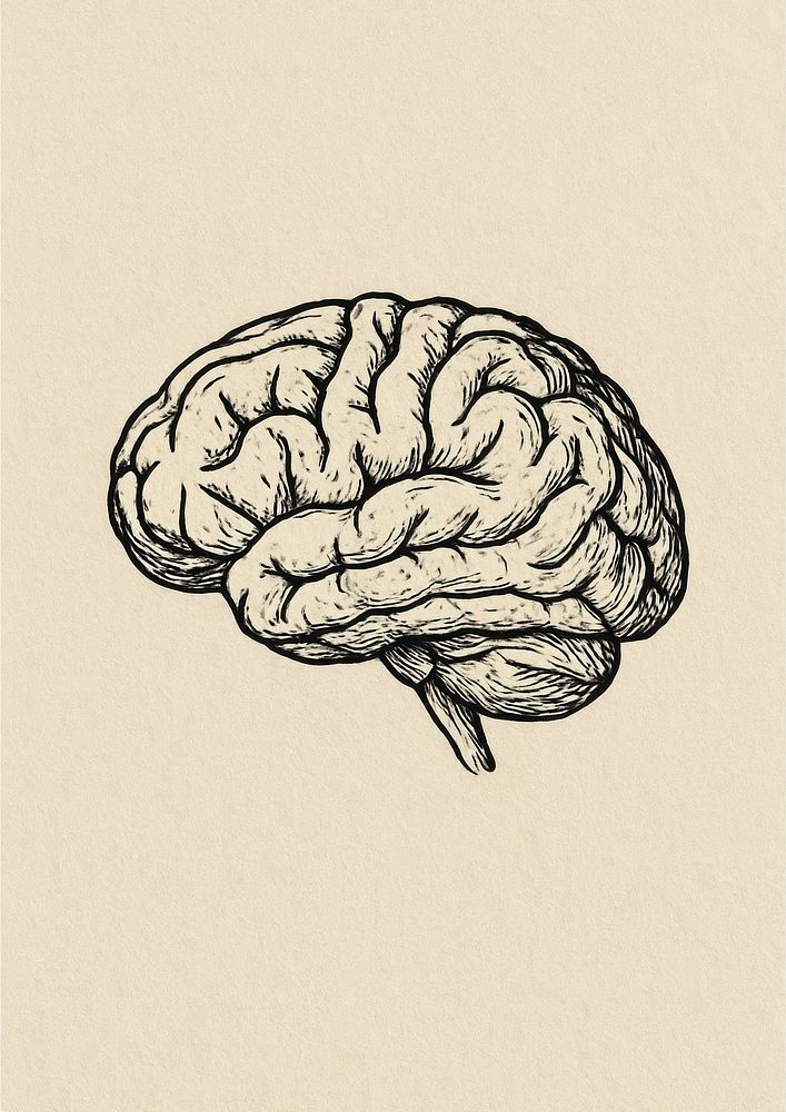 Brain Anatomy Art Texture Paper Images | Free Photos, PNG Stickers ...