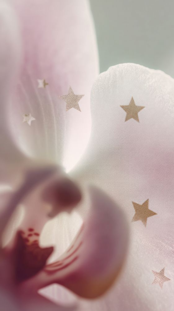 Delicate floral stars elegance | Free Photo - rawpixel