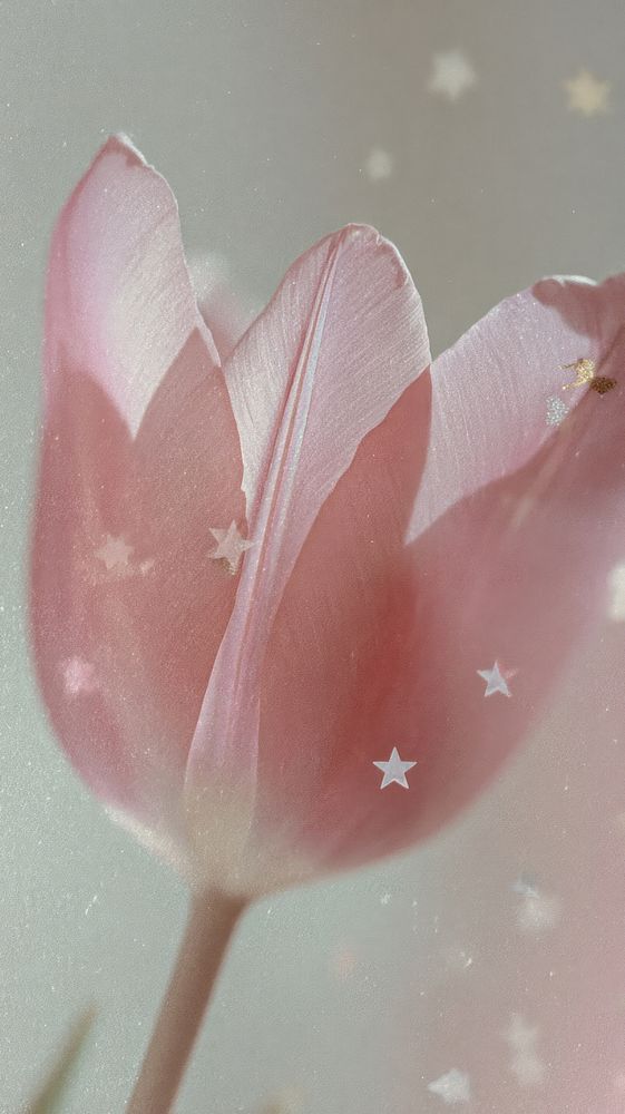 Flower Aesthetic For Iphone Art Wallpaper Images | Free Photos, PNG ...