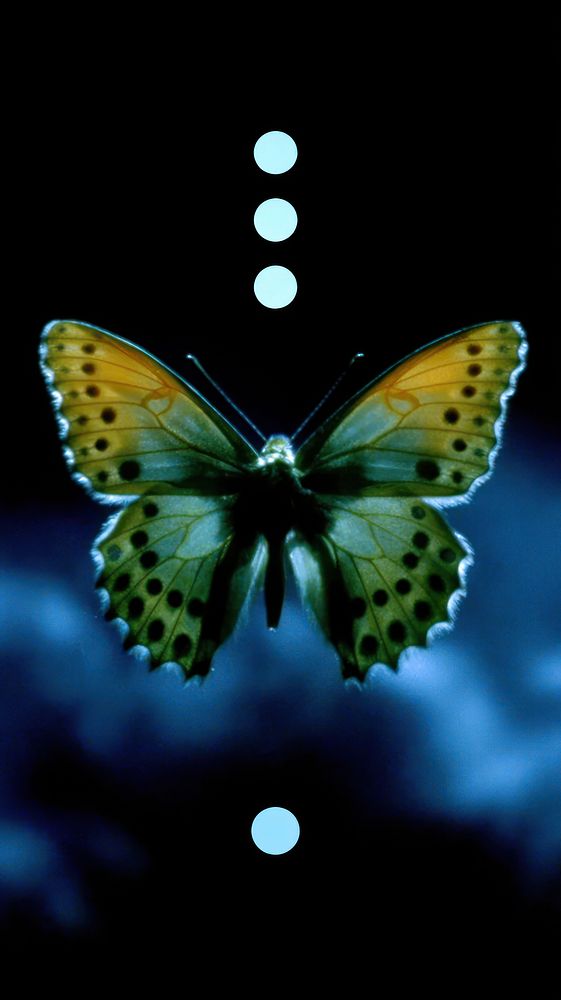 Insect+butterfly+wallpaper JPG Images | Free Photos, PNG Stickers ...