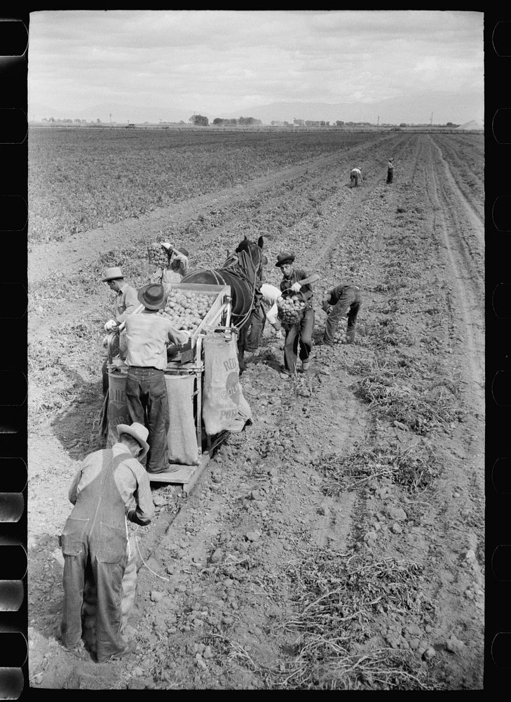Potato picking crew, Rio Grande | Free Photo - rawpixel