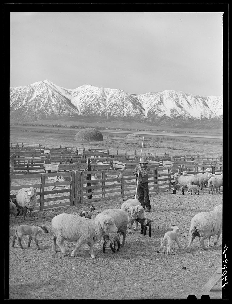 Sheepherder with ewes and newborn | Free Photo - rawpixel