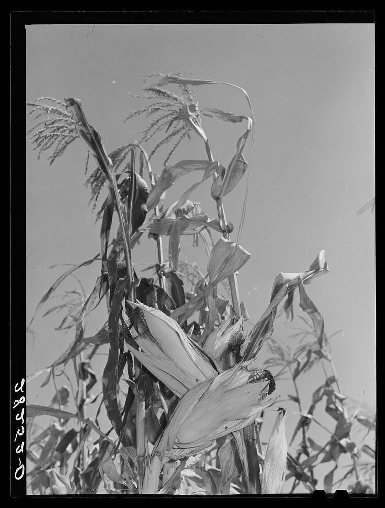 Hybrid corn. Marshall County, Iowa. | Free Photo - rawpixel