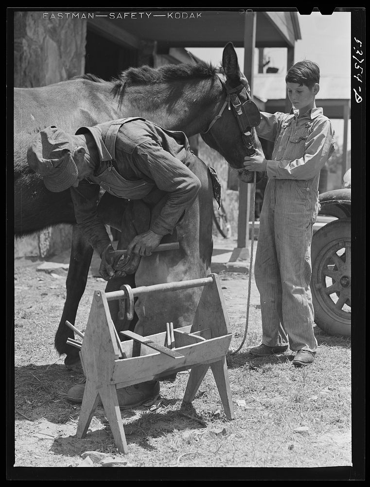 Shoeing mule smith shop. Community | Free Photo - rawpixel