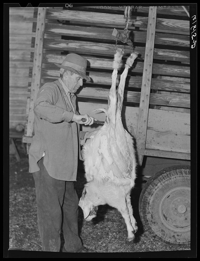 Butchering goat. Oregon County, Missouri. | Free Photo - rawpixel